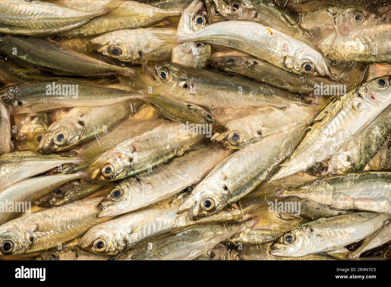 Trachurus fish hi-res stock photography and images - Alamy