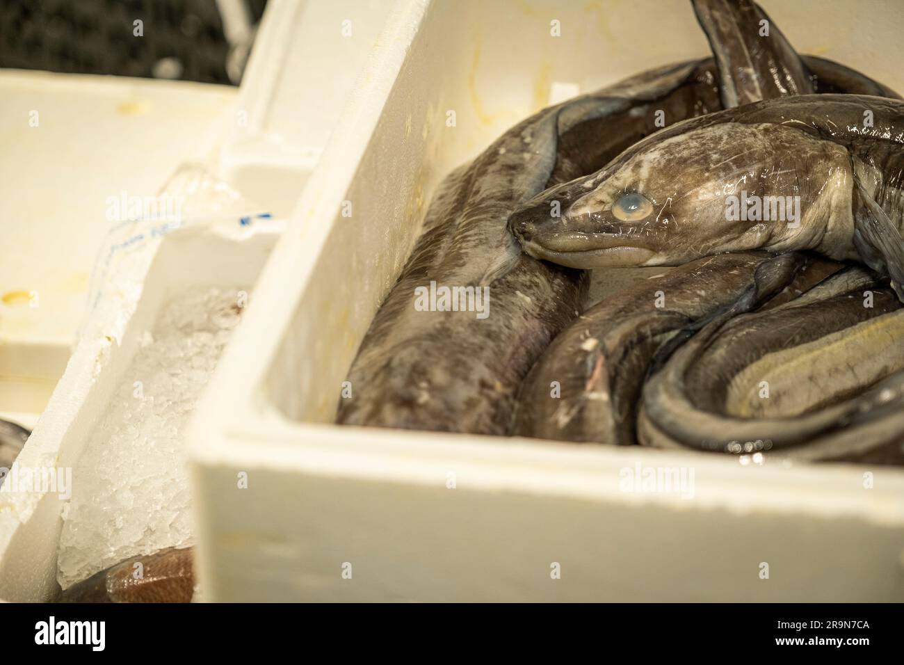The european conger (Conger conger), Fish and seafood section, in ...