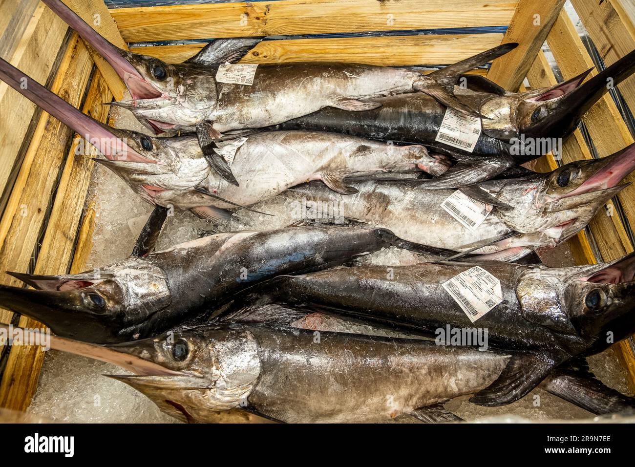 Swordfish.Xiphias gladius. Fish and seafood section, in Mercabarna ...