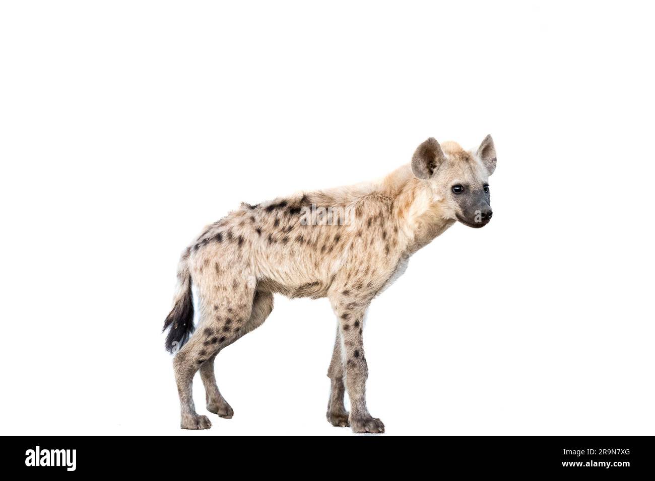 Close up of hyena Cut Out Stock Images & Pictures - Alamy