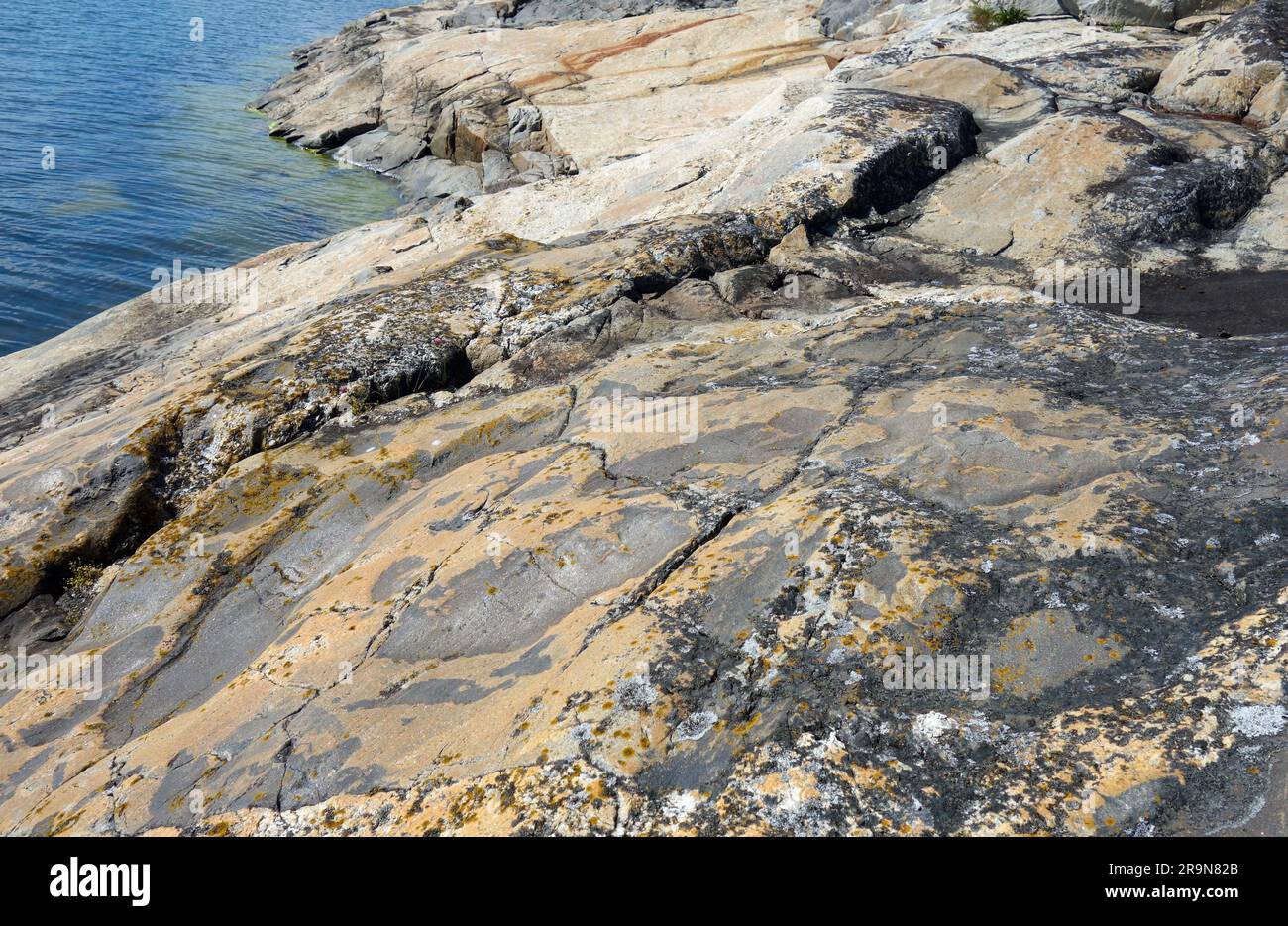 Rugged plant hi-res stock photography and images - Alamy