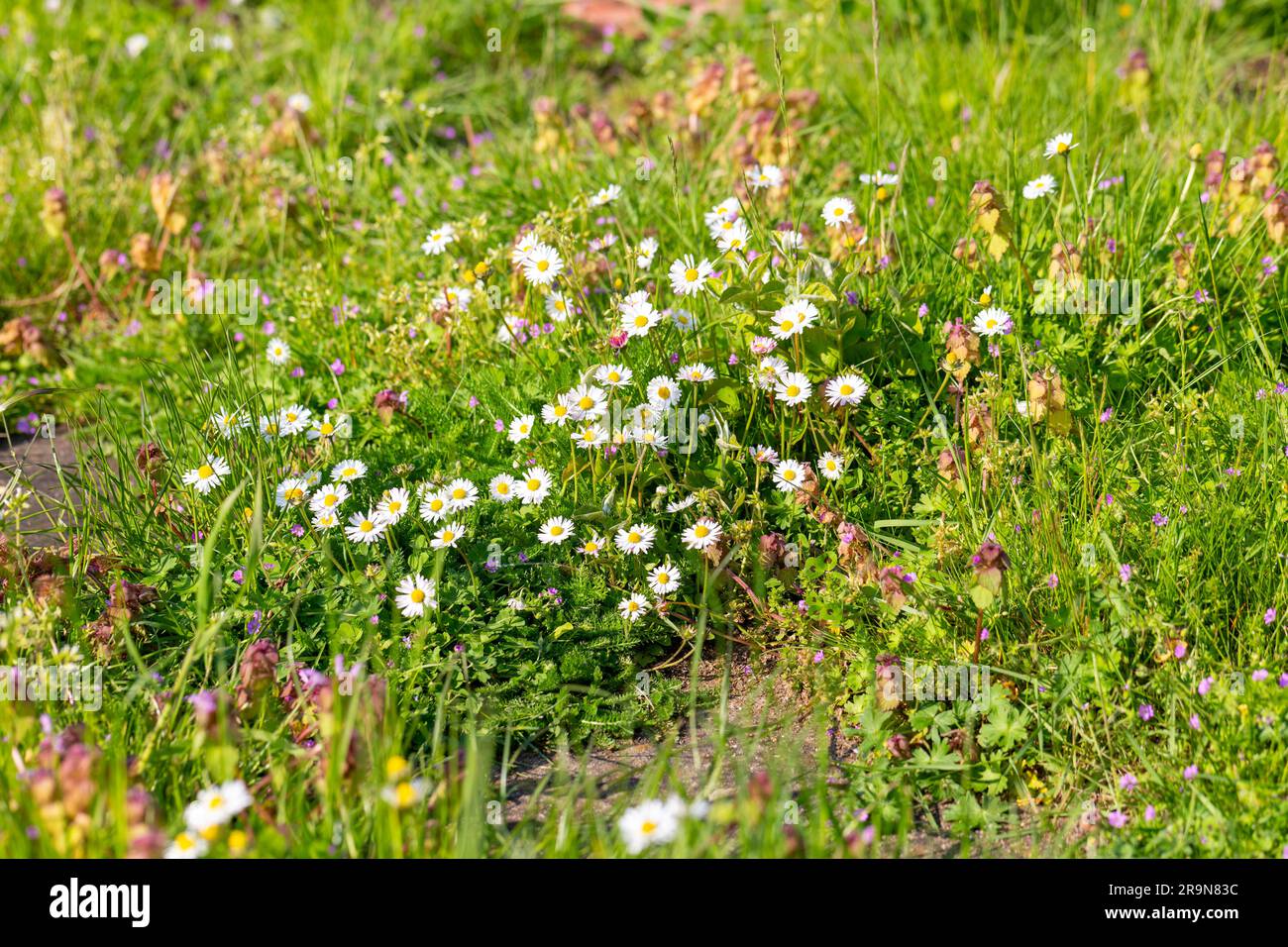 Mow lawn daisy hi-res stock photography and images - Alamy