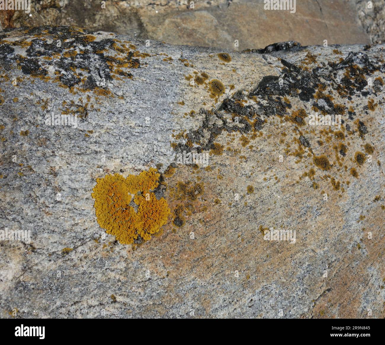 Natural background with lichens on rock in the archipelago Stock Photo ...
