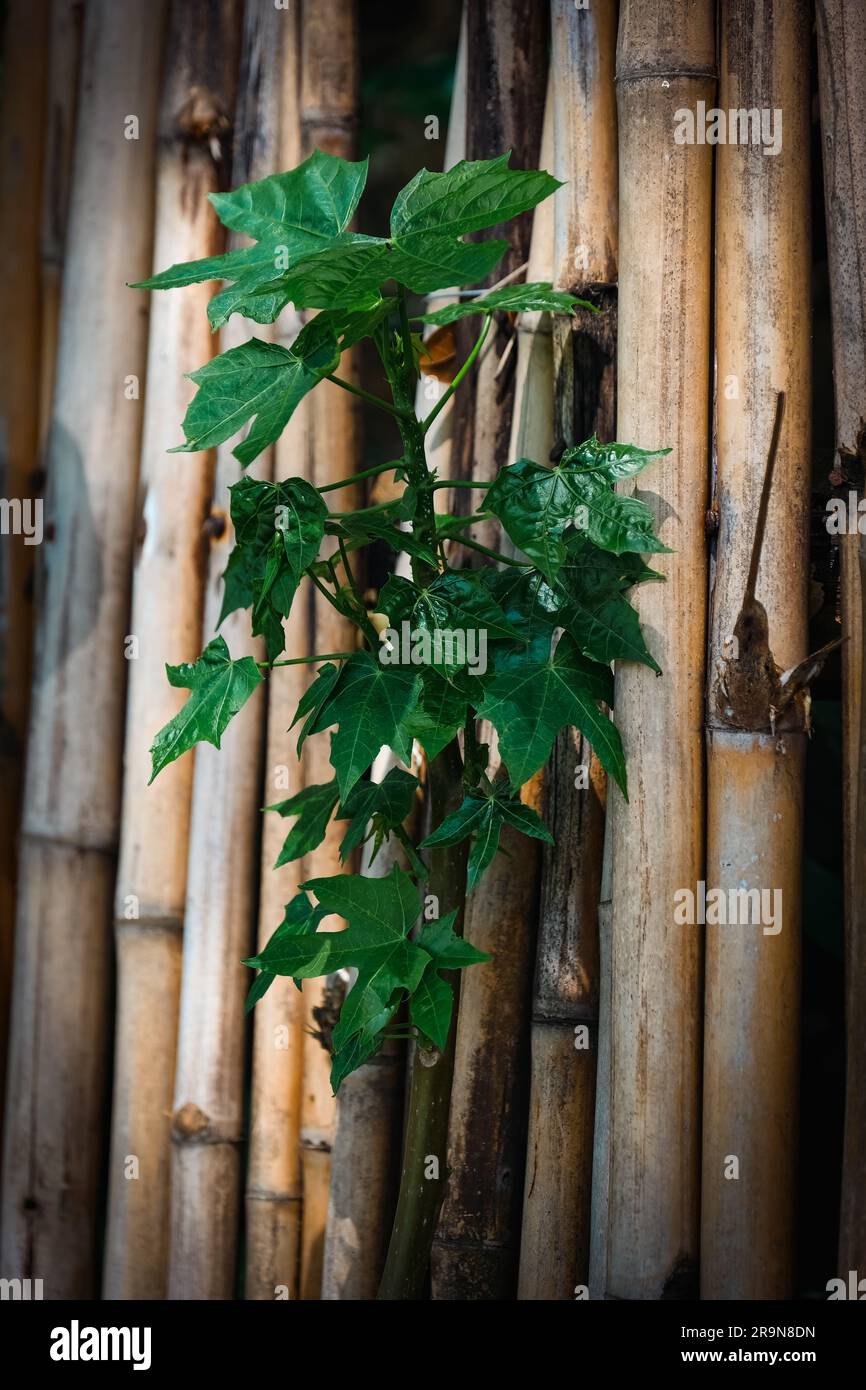 Chaya plant hi-res stock photography and images - Alamy