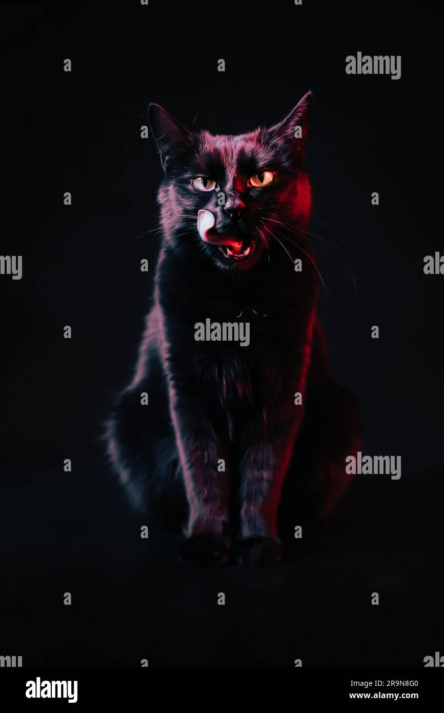 Mysterious black cat glowing hi-res stock photography and images - Alamy