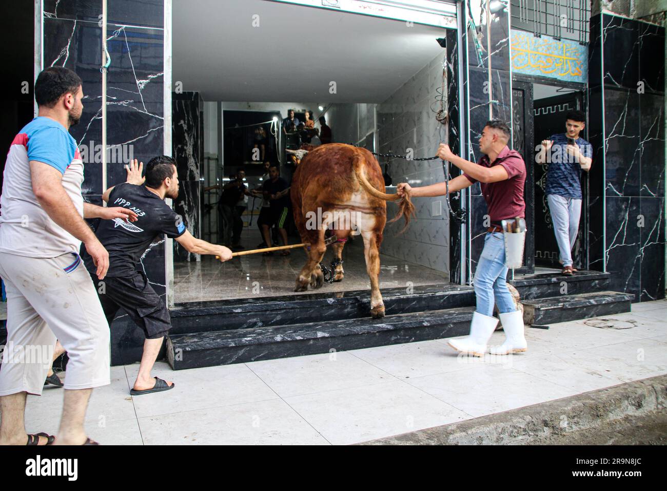 June 28, 2023: Gaza, Palestine. 28 June 2023. A cow is slaughtered in ...