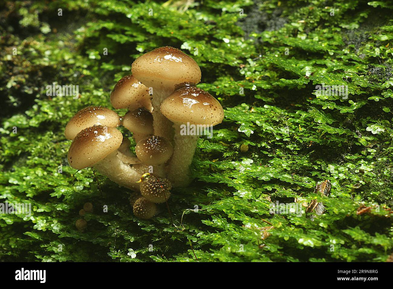 Armillaria sp hi-res stock photography and images - Alamy