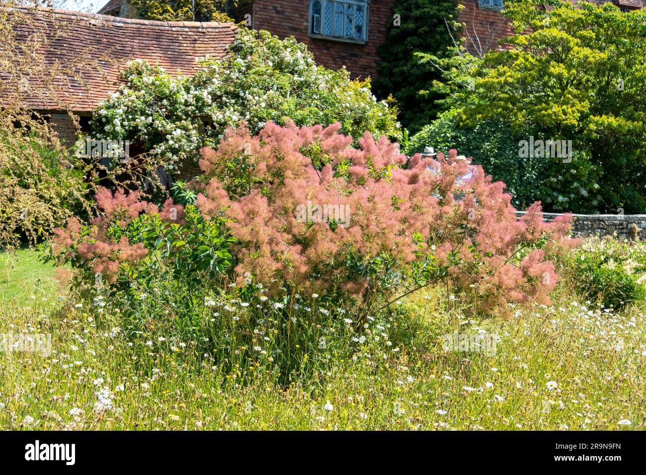 Tamarisk bush, UK Stock Photo - Alamy