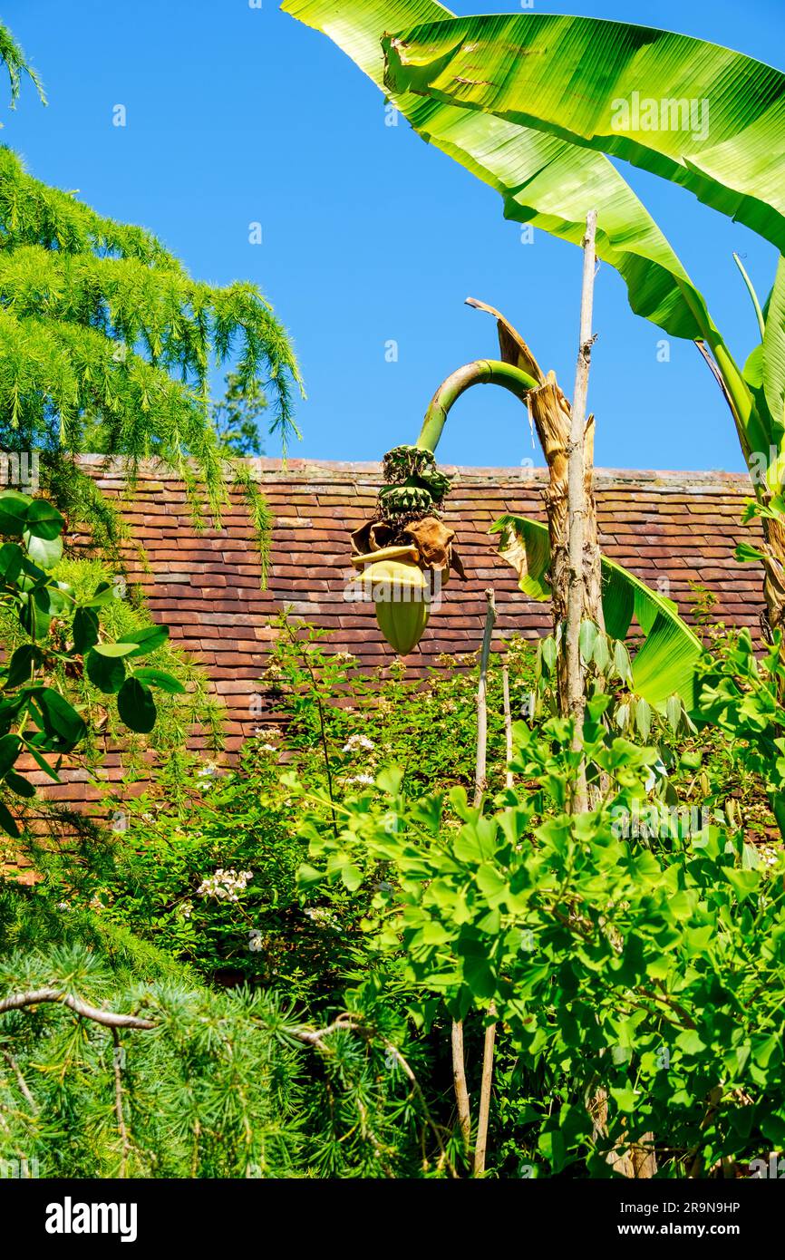 Small banana hi-res stock photography and images - Alamy