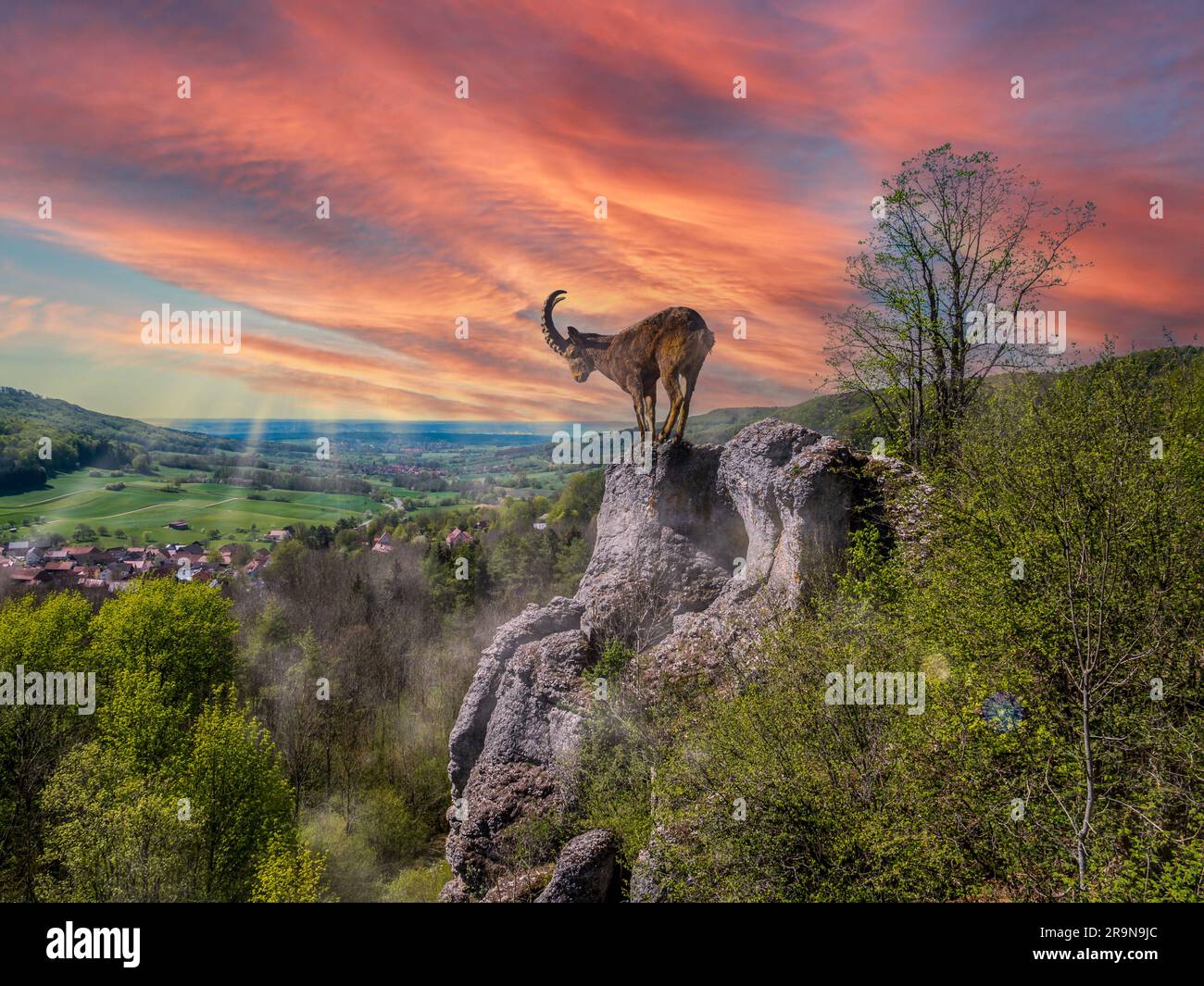 Mountain goat on a rock in the countryside Stock Photo - Alamy