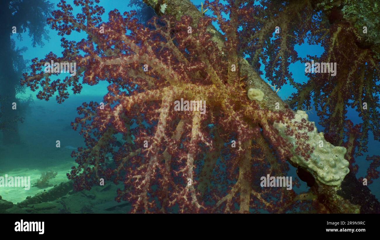 Bright multi-colored Soft Coral Dendronephthya hang in clusters from ...