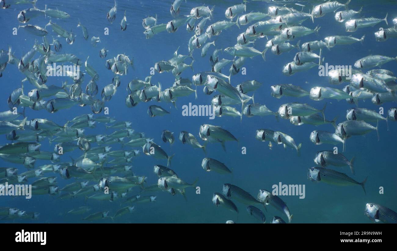 Large school of Striped Mackerel or Indian Nackerel (Rastrelliger ...