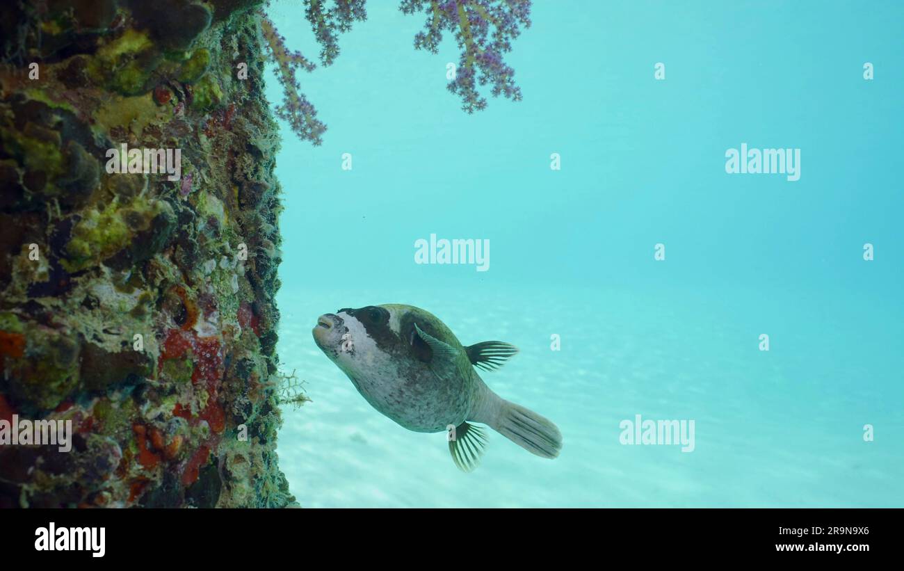 Puffer fish swims next to coral-covered pier. Masked Puffer (Arothron ...