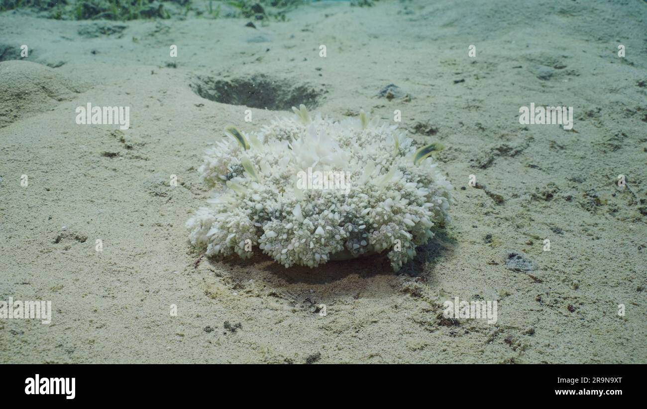 Upside Down Jellyfish (Cassiopea andromeda) sits on sandy bottom ...