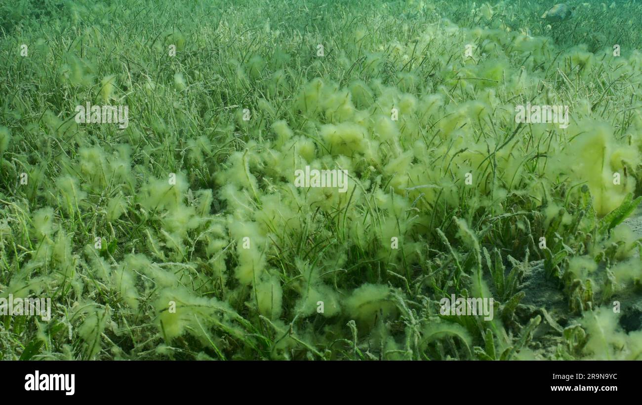 Manatee Grass Syringodium