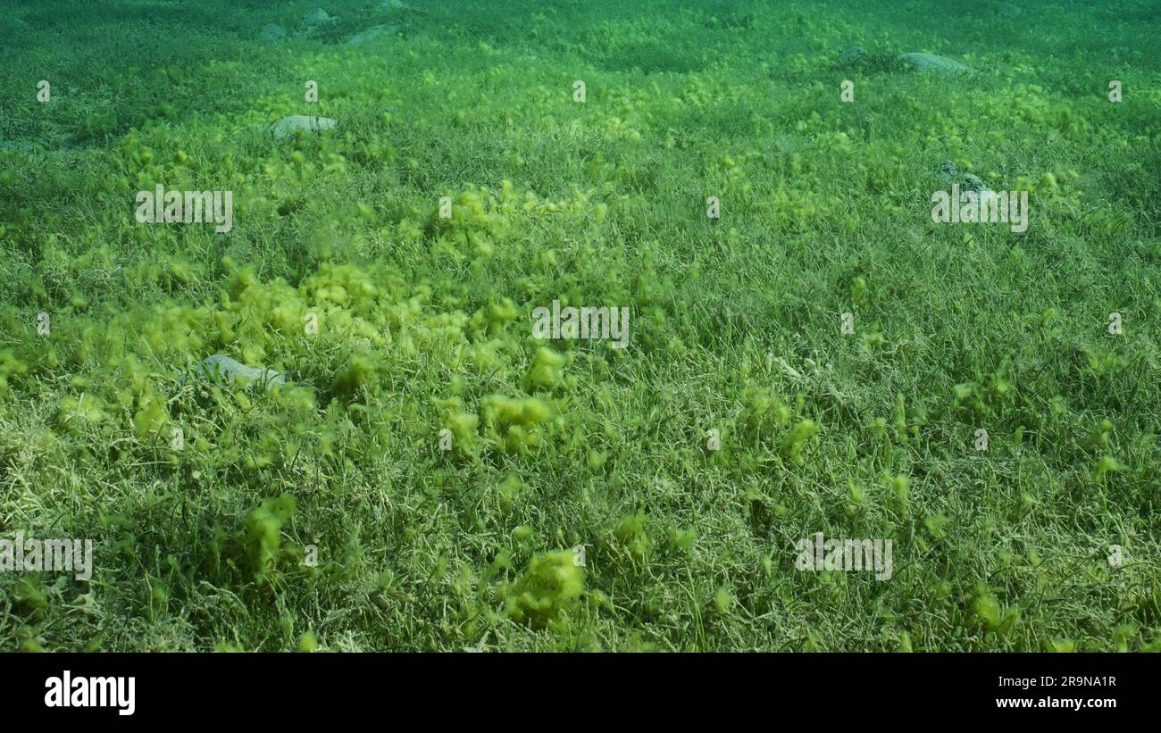 Seabed covered with green seagrass. Seagrass meadow with blooming green ...