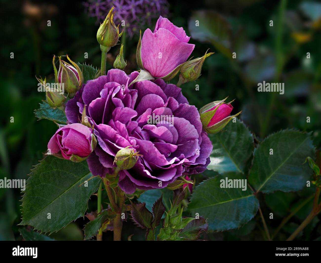 Purple rose minerva hi-res stock photography and images - Alamy