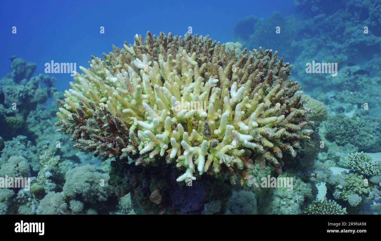 Bleached Hard Table Coral Acropora. Bleaching and death of corals from ...