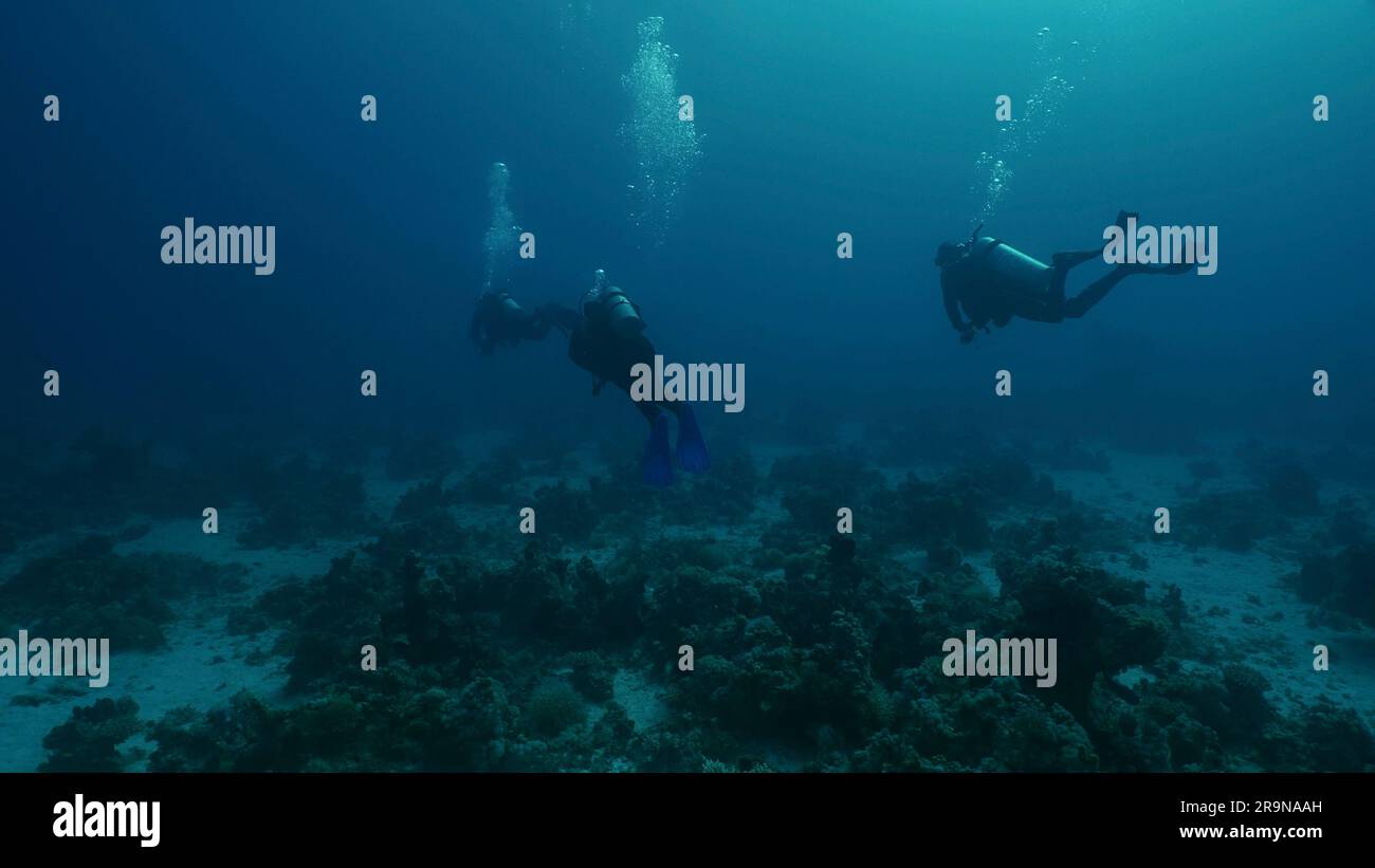 Group of scuba divers swims in depths of the sea, back view, Red sea ...