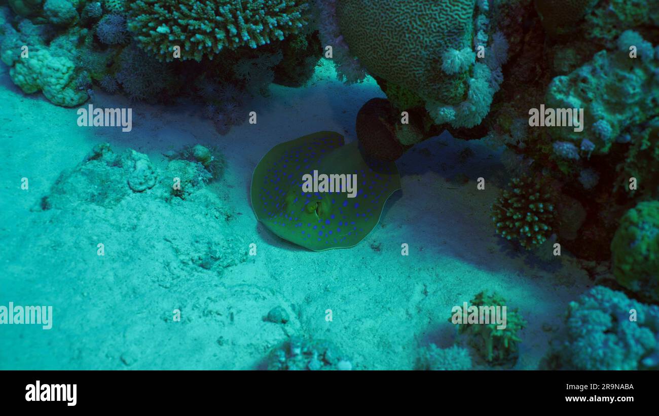 Blue spotted Stingray or Bluespotted Ribbontail Ray (Taeniura lymma ...