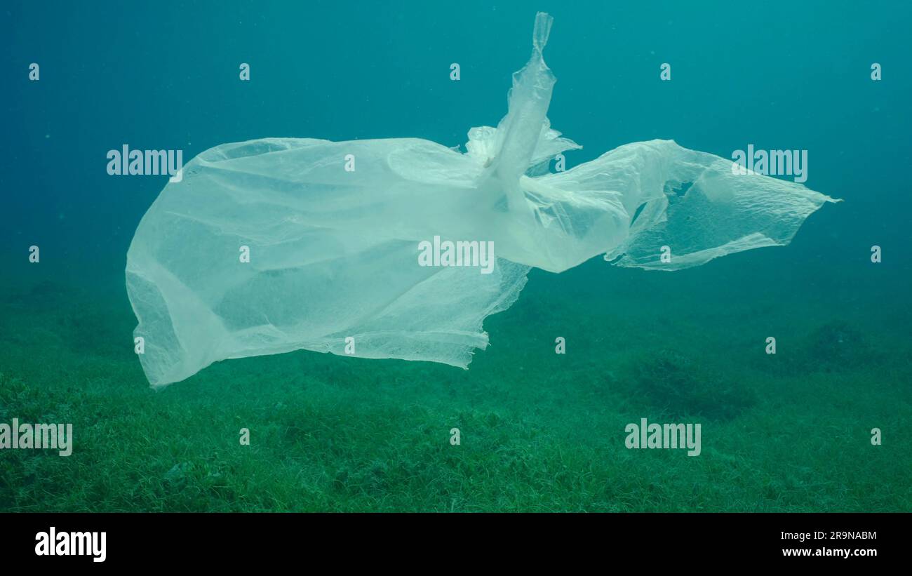 Old plastic bag drifting in water column over seagrass meadow. Plastic ...