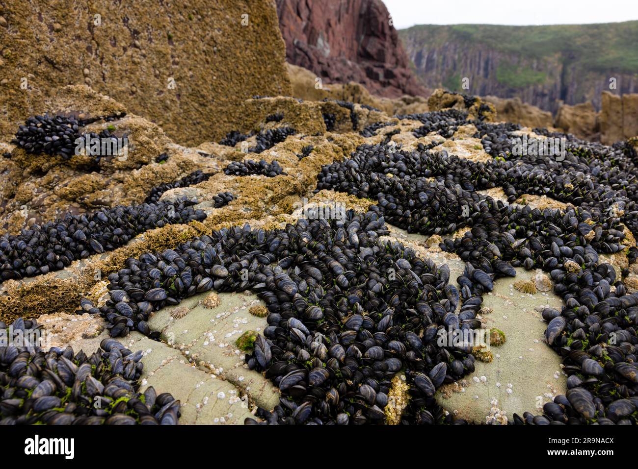 Mussels growing hi-res stock photography and images - Alamy