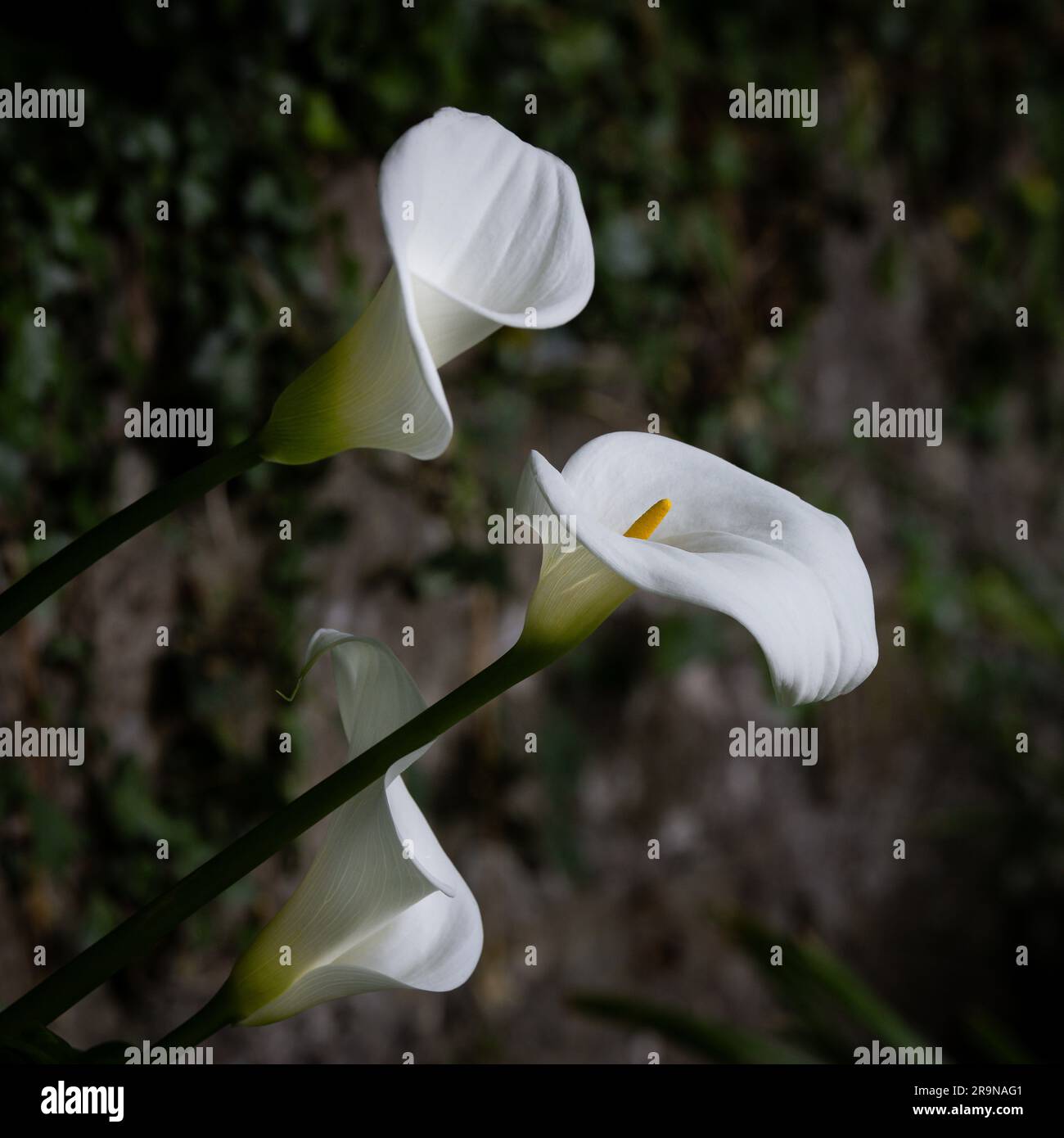 Flower arran hi-res stock photography and images - Alamy