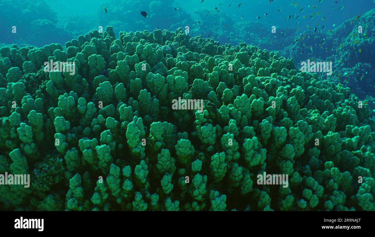 Hard corals colony Porites, school of colorful tropical fish swims ...