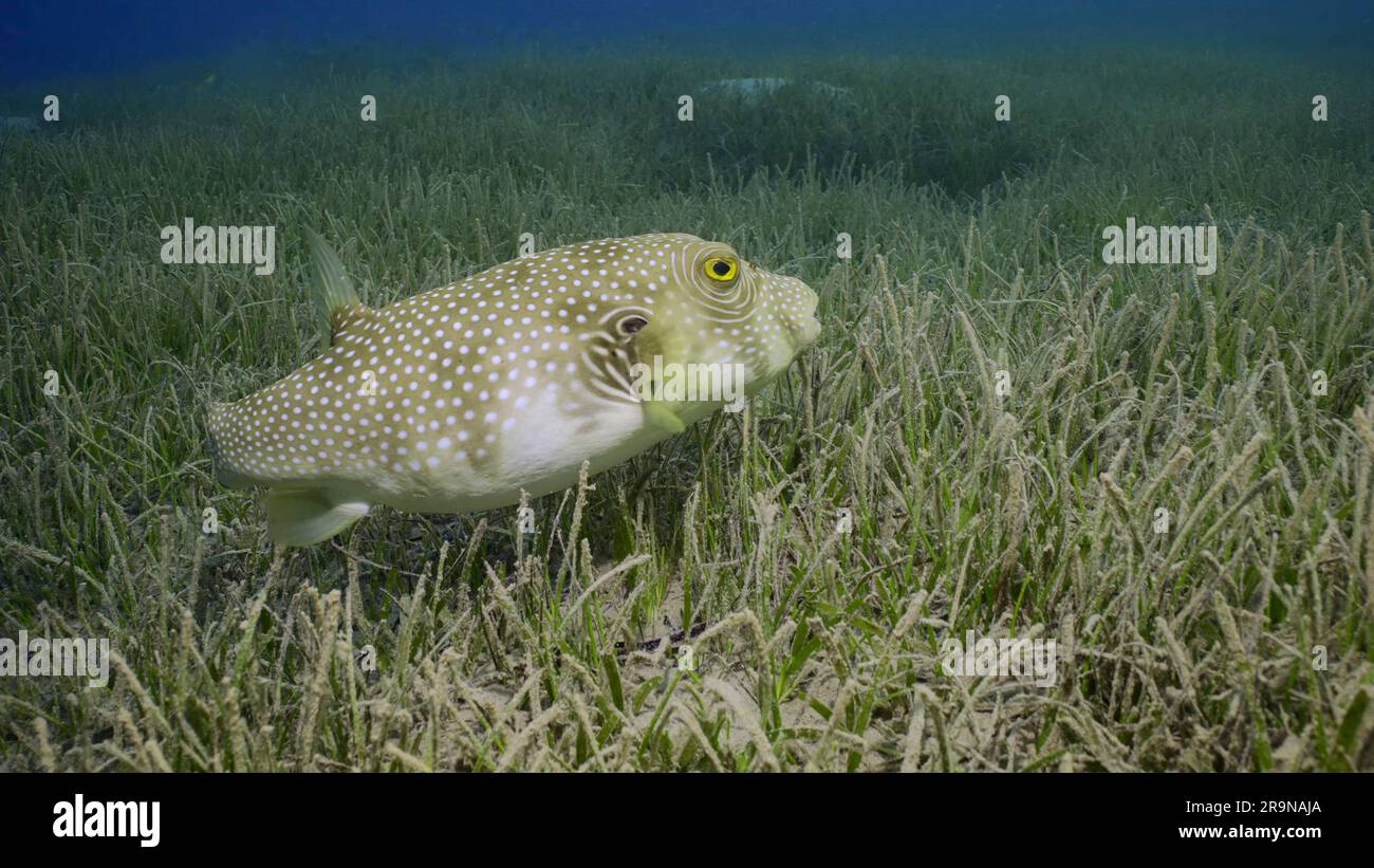 Broadbarred Toadfish or White-spotted puffer (Arothron hispidus) swims ...