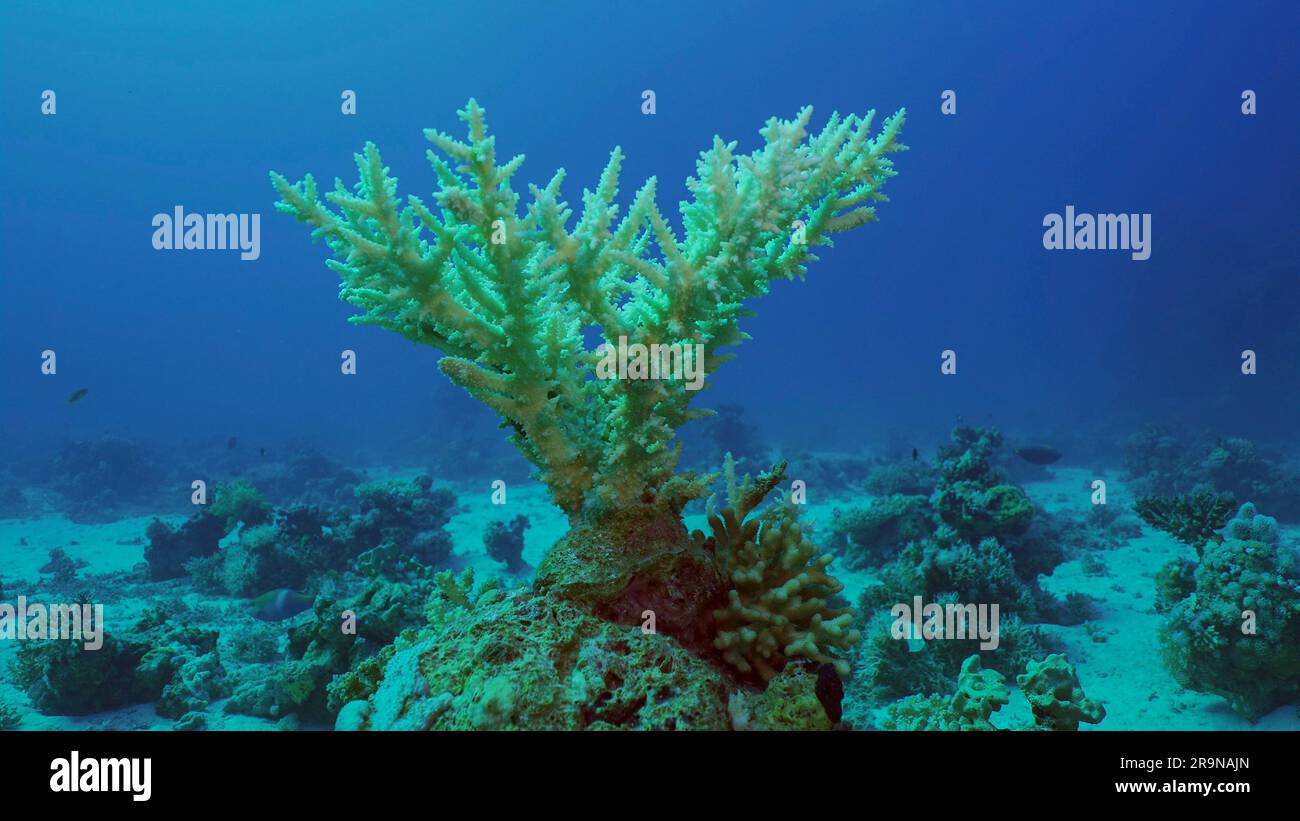 Bleached Hard Table Coral Acropora. Bleaching and death of corals from ...