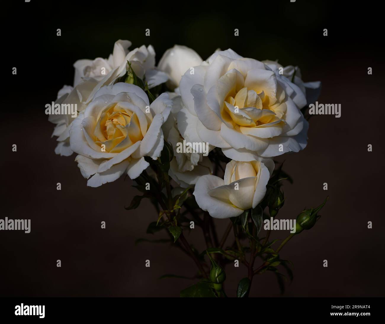 Summer garden roses hi-res stock photography and images - Alamy