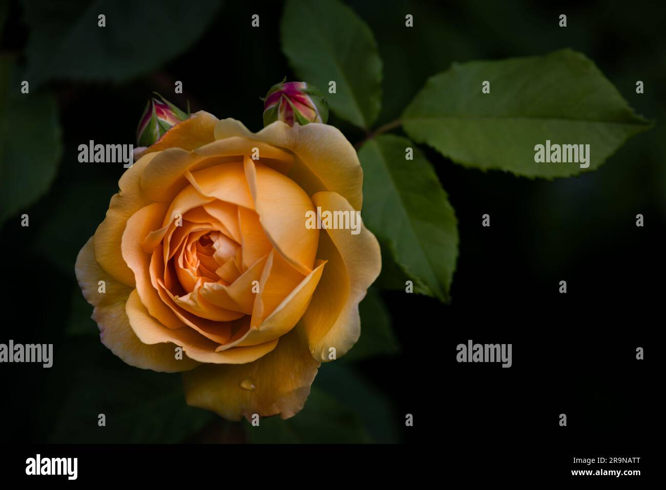 Summer garden roses hi-res stock photography and images - Alamy