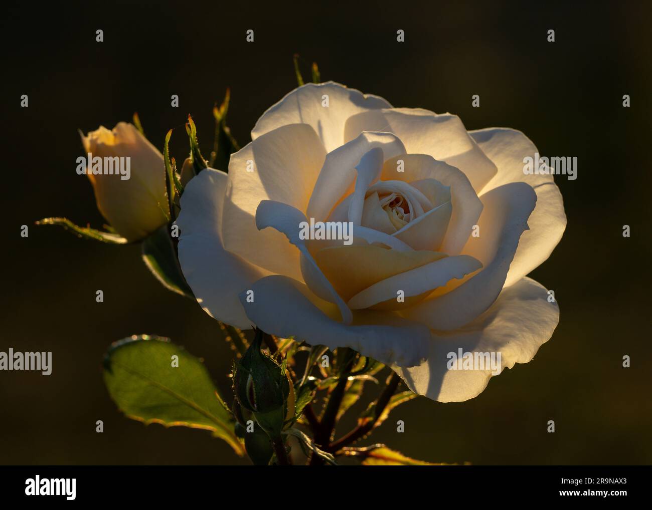 Summer garden roses hi-res stock photography and images - Alamy