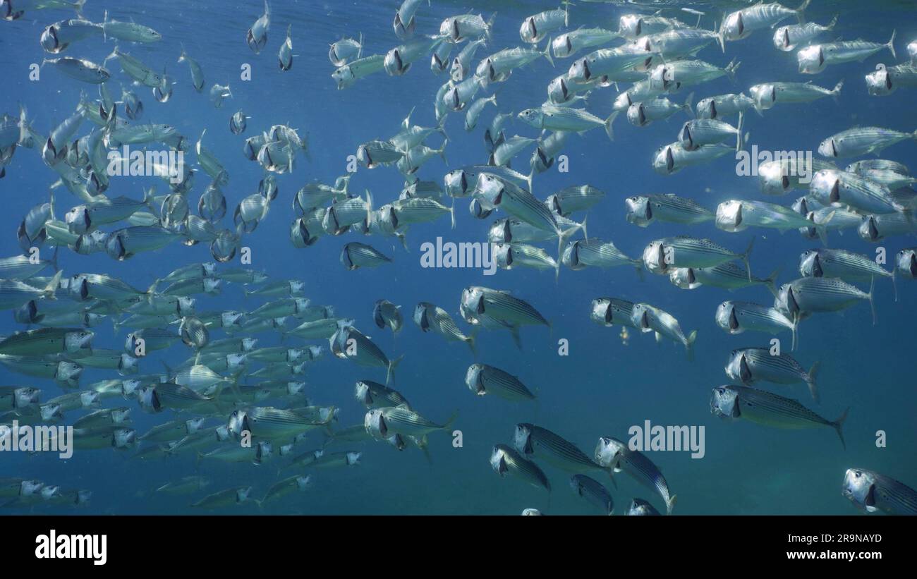 Filtering zooplankton hi-res stock photography and images - Alamy