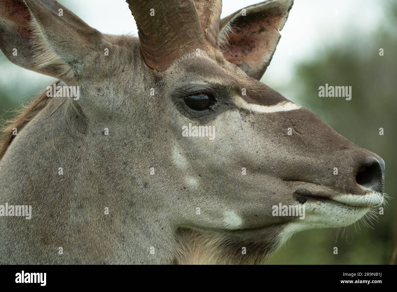 An African antelope stands proudly in its natural habitat Stock Photo ...