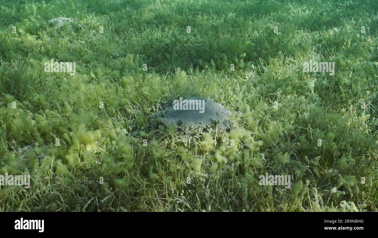 Manatee Grass Syringodium