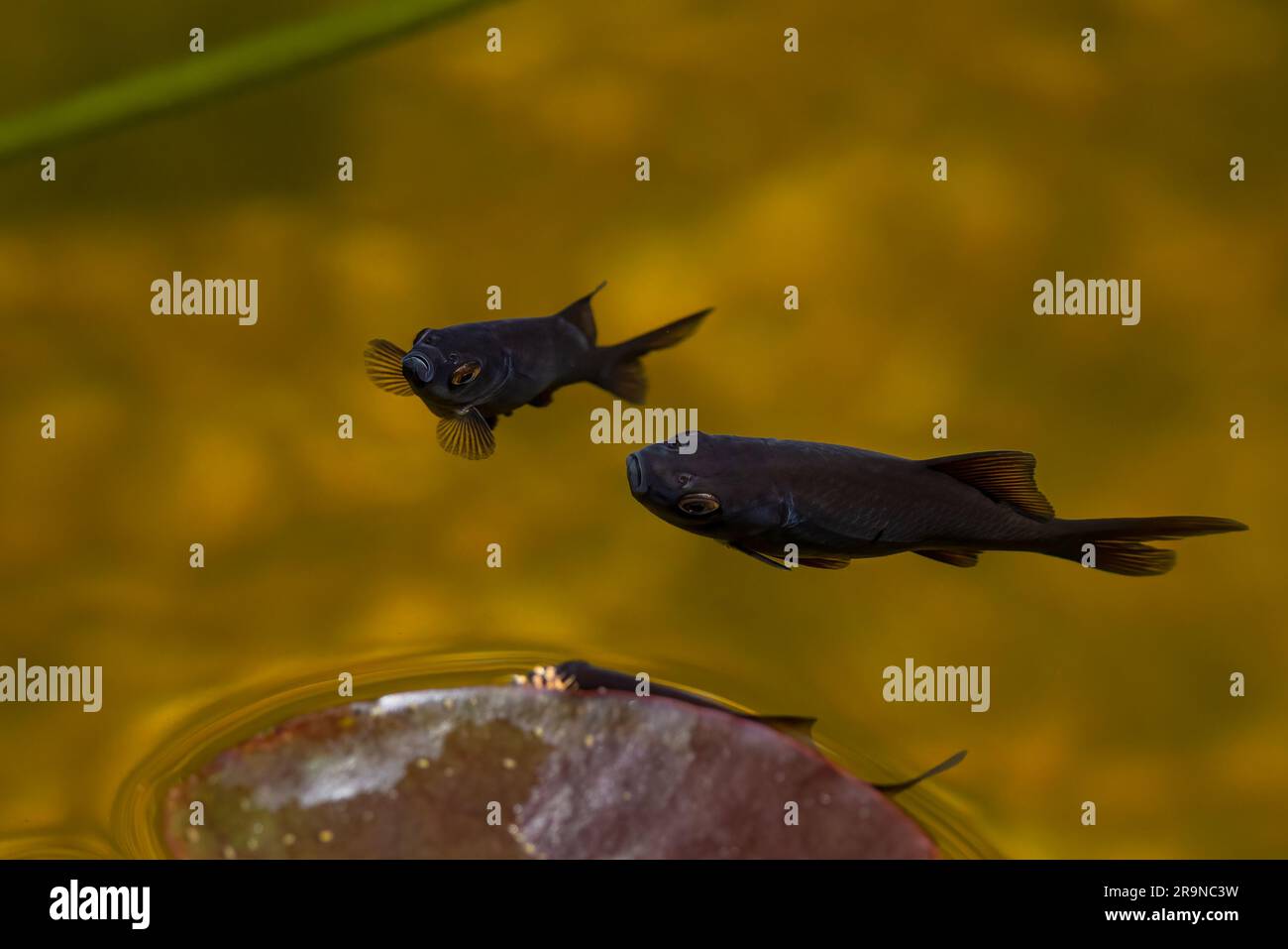 Pond dark hi-res stock photography and images - Alamy