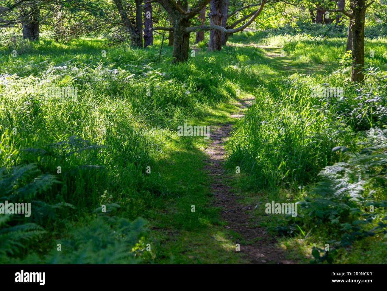 Winding path through woodland, Suffolk, England, UK Stock Photo - Alamy