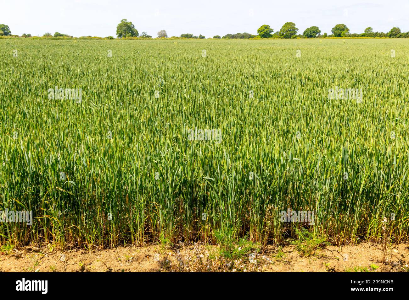 Side view of green wheat crop growing in arable field, Sutton, Suffolk ...