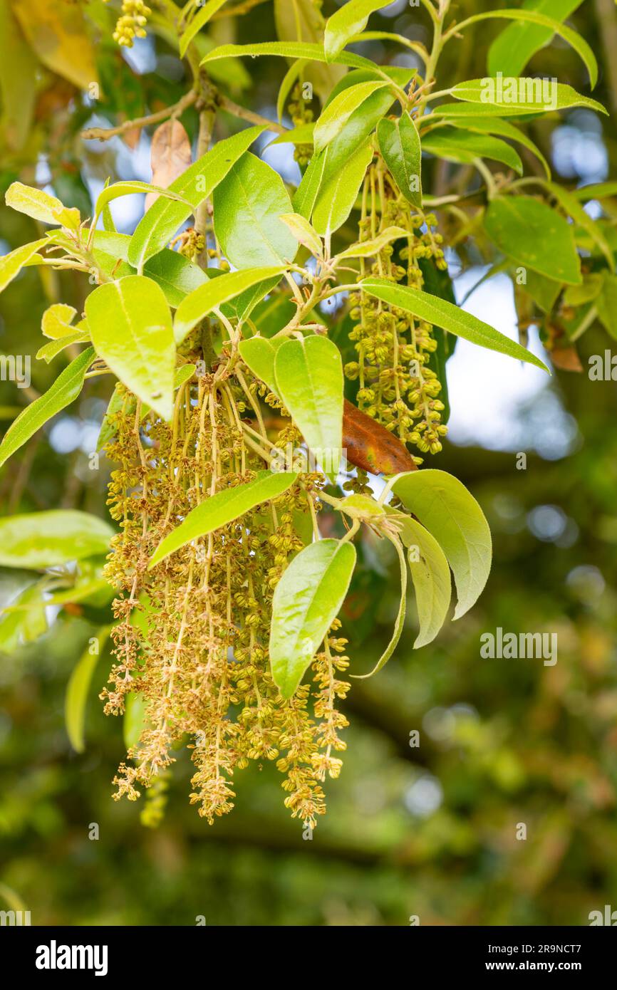 Flowers and leaves of Holm Oak tree, 'Quercus ilex', Suffolk, England ...