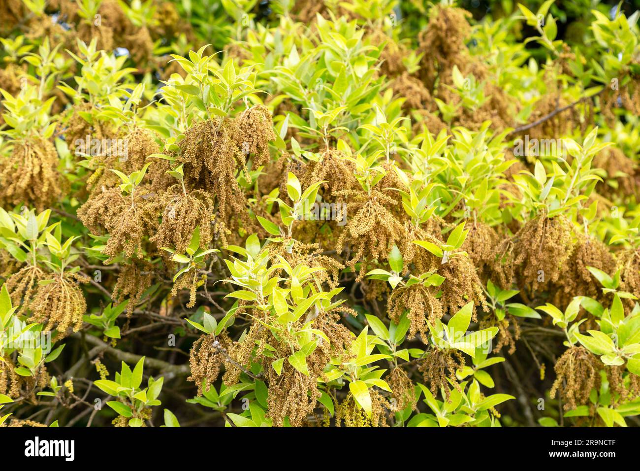 Flowers and leaves of Holm Oak tree, 'Quercus ilex', Suffolk, England ...