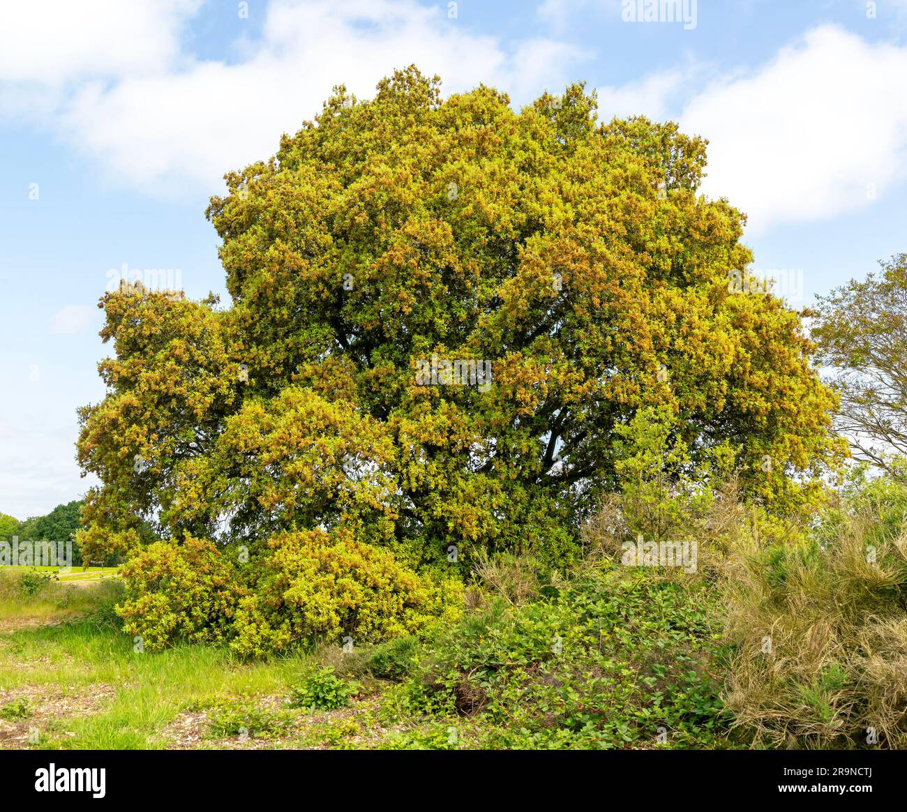 Holm Oak tree flowering, 'Quercus ilex', Suffolk, England, UK Stock ...
