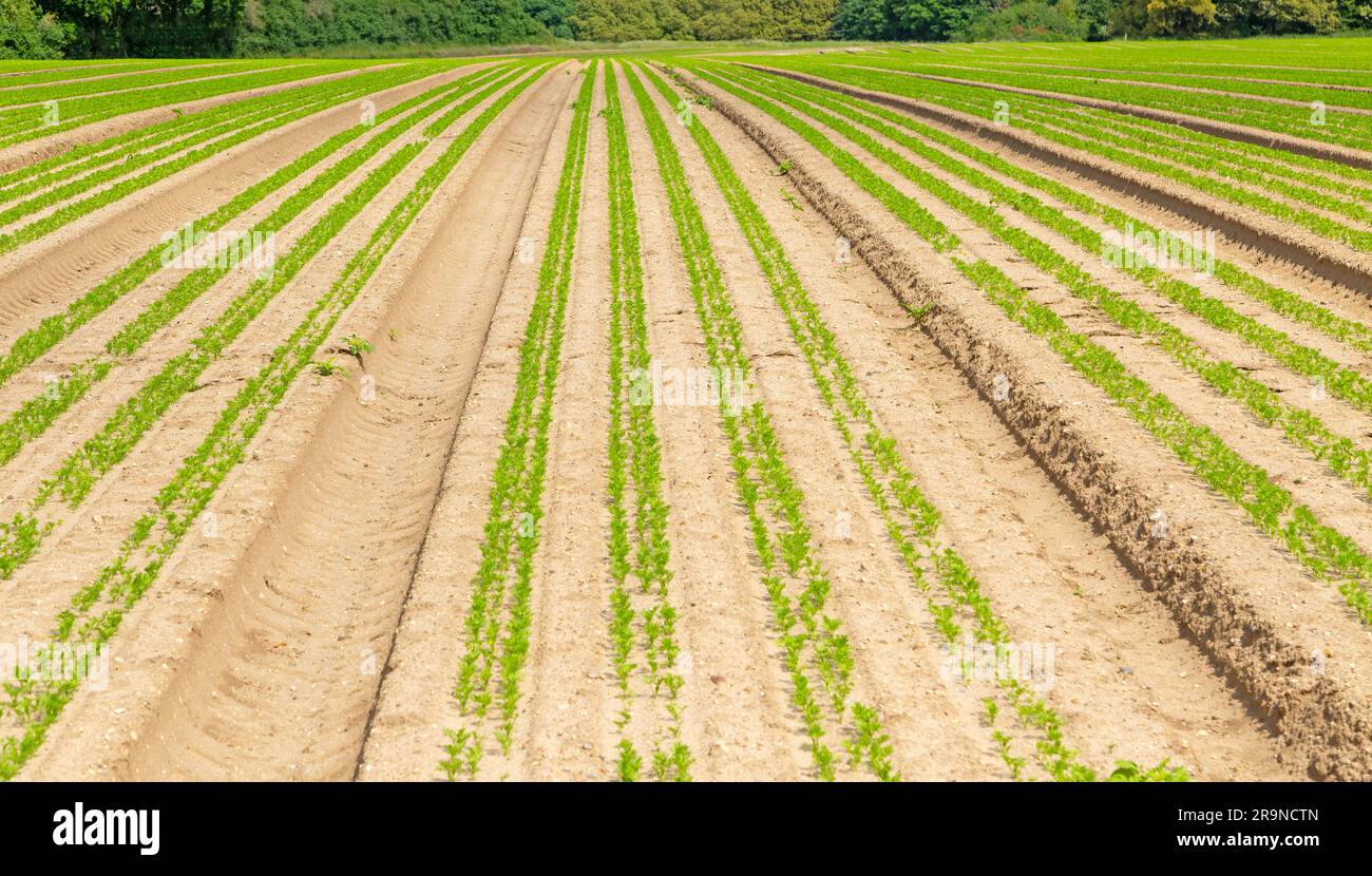 Carrot seedlings growing in lines across field into the distance, sandy ...
