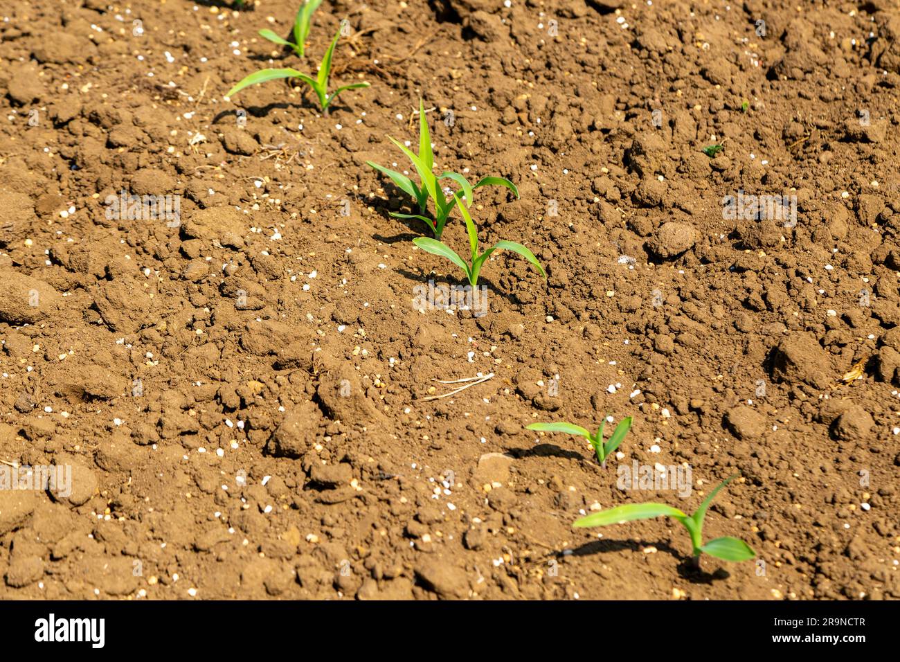 White nitrate fertiliser pellets dissolving into soil with seedlings of ...