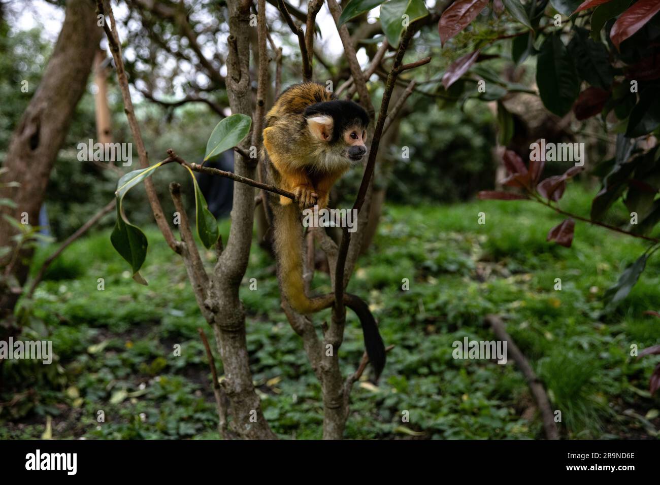 Spider monkey young trees hi-res stock photography and images - Alamy