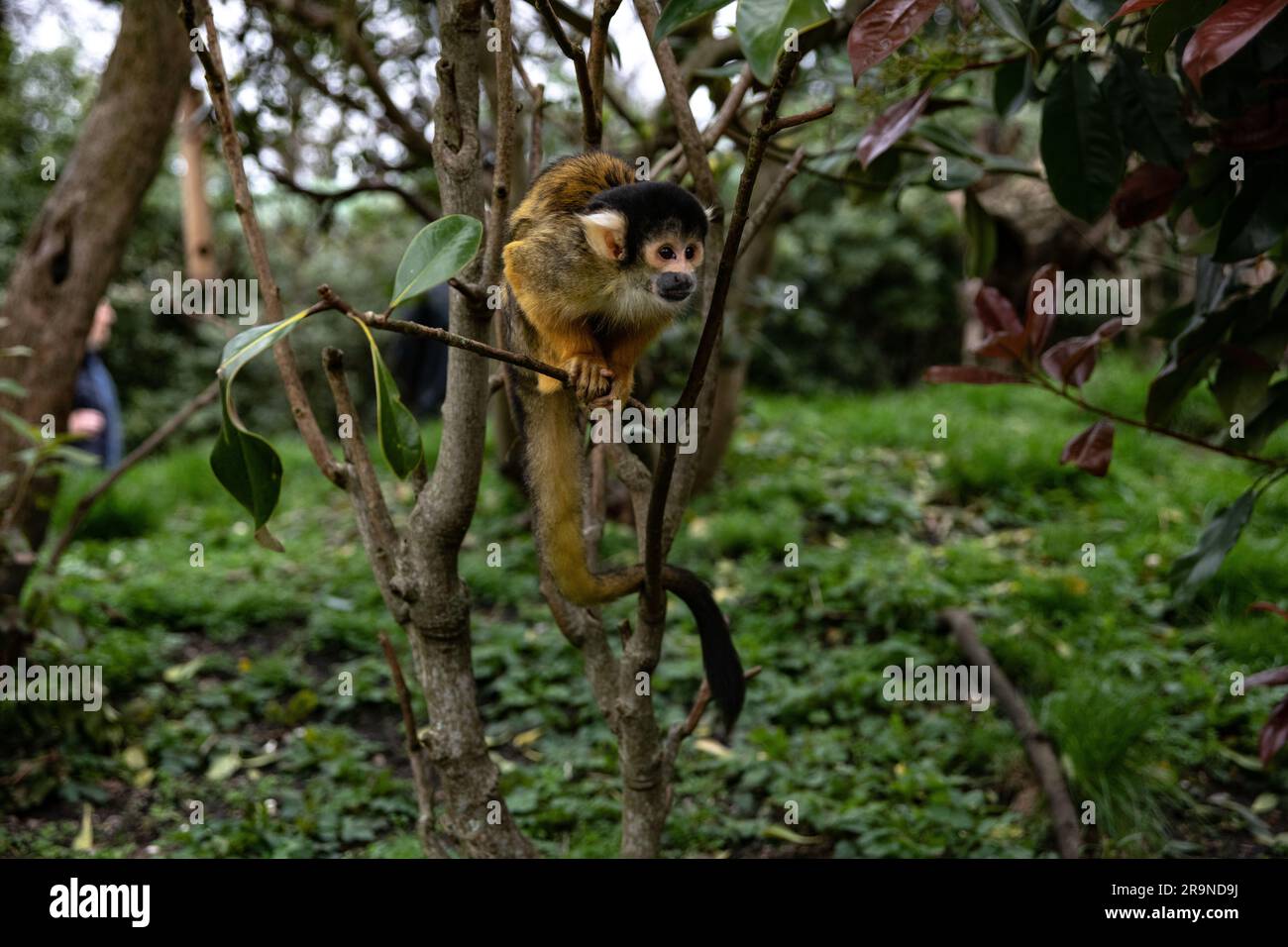 Spider Monkey in tree Stock Photo - Alamy