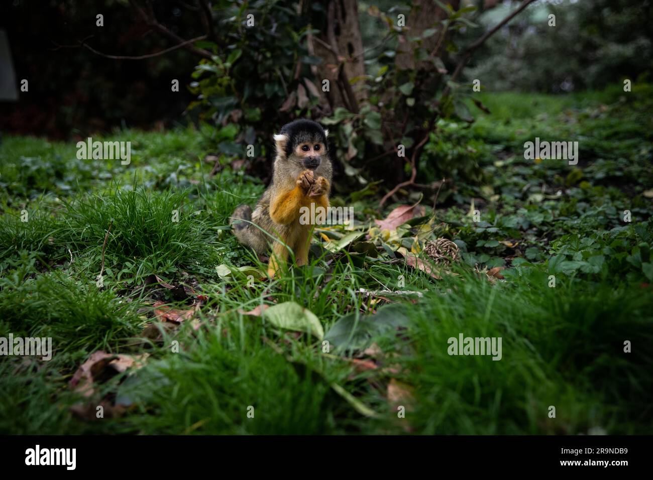 Spider Monkey in tree Stock Photo - Alamy