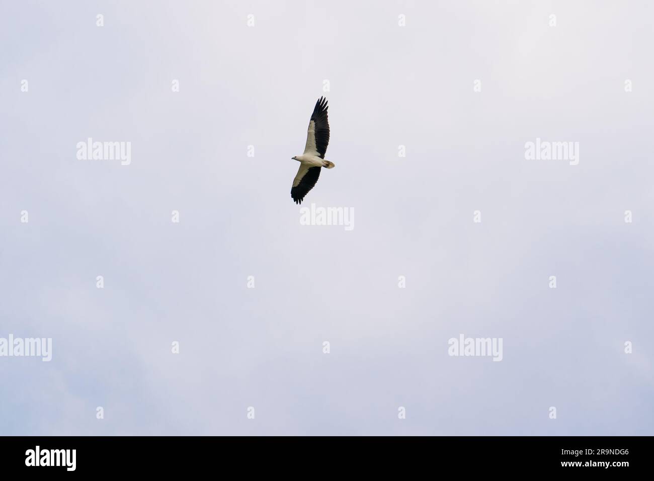 The majestic White-bellied Sea Eagle soaring. White-bellied Fish-eagle ...