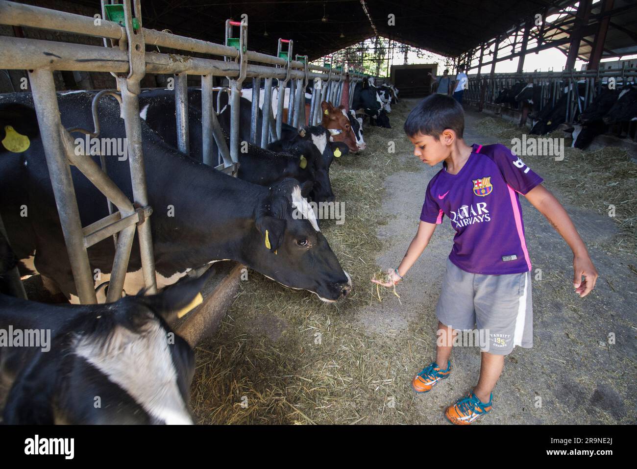 Taaneyel farm in western region of Lebanon, famous in producing all ...