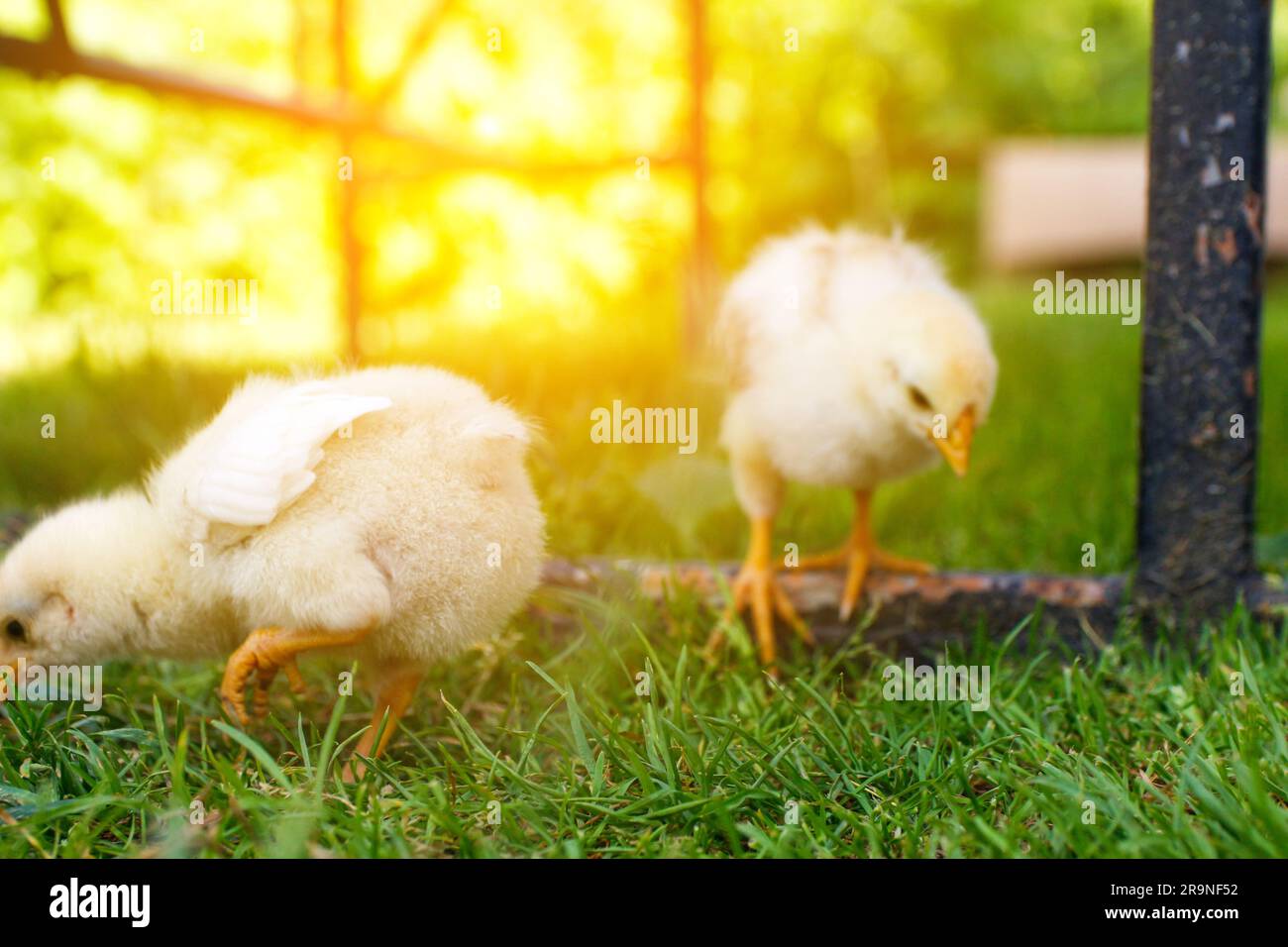 Broiler hen in chicken coop hi-res stock photography and images - Alamy